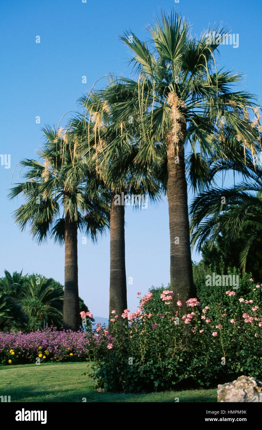 Palms and blooming flower beds in a park Stock Photo - Alamy