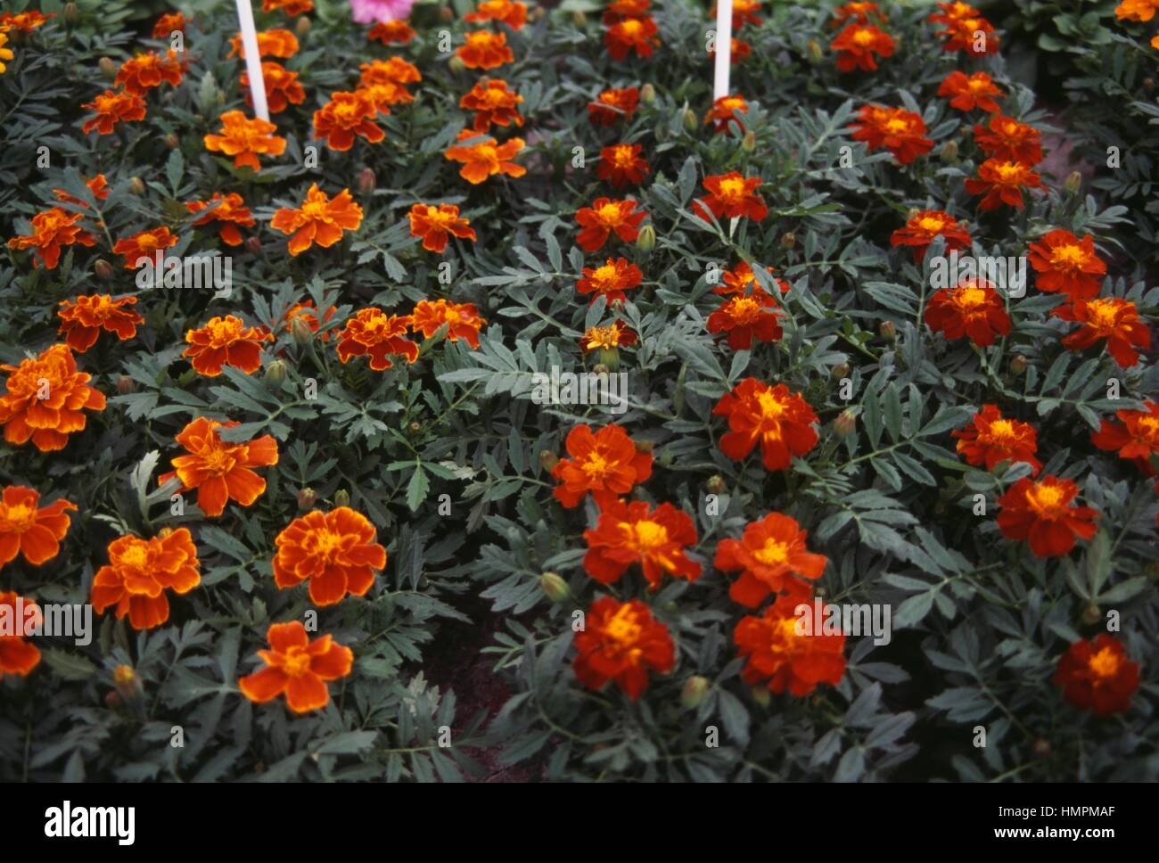 Marigolds (Calendula Safari Red, left, and Calendula Safari Scarlet ...
