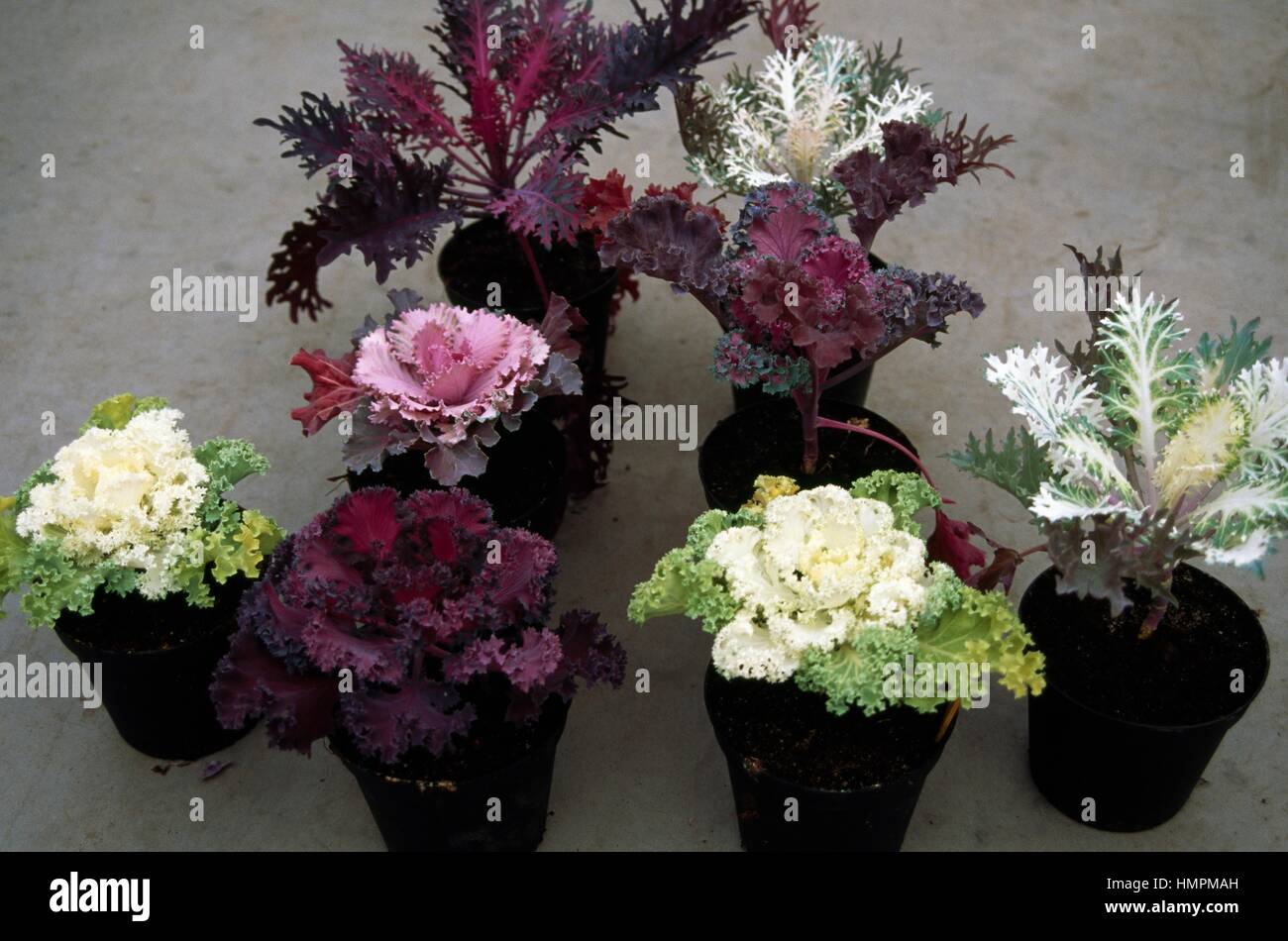 Cabbage (Brassica oleracea), Brassicaceae Stock Photo - Alamy