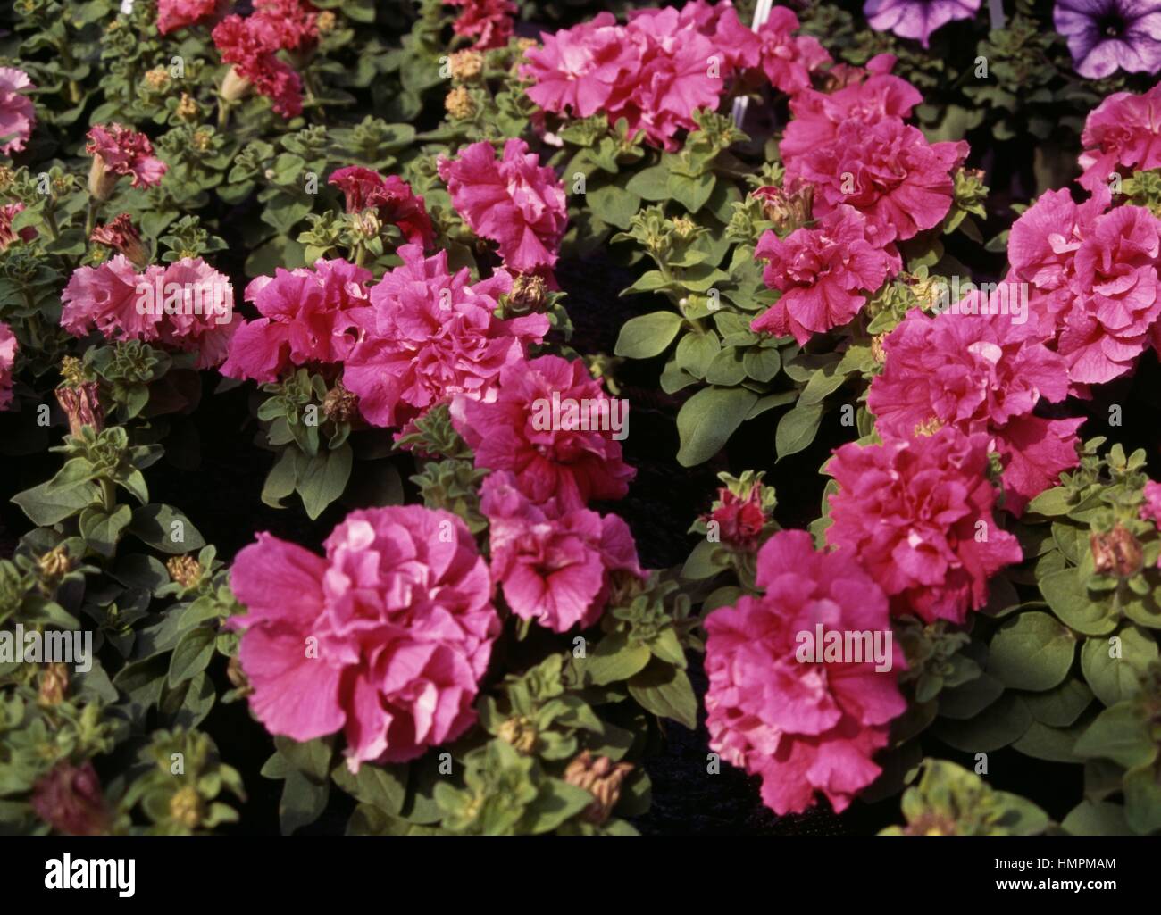 Petunia (Petunia grandiflora Cascade Pink), Solanaceae Stock Photo - Alamy