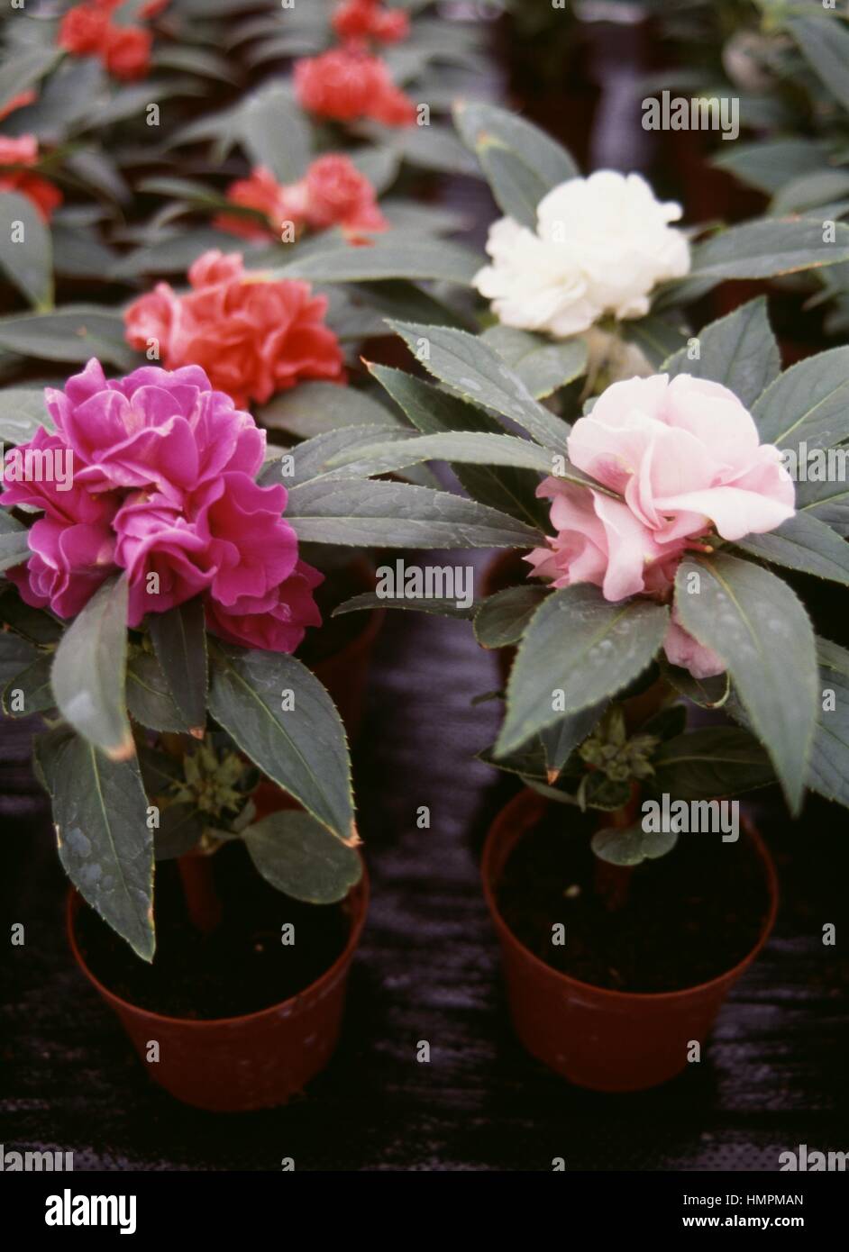 Jewelweed or Balsam (Impatiens Top Knot), Balsaminaceae Stock Photo - Alamy