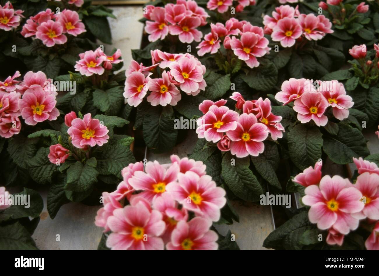 Primrose Primula Sp High Resolution Stock Photography and Images - Alamy