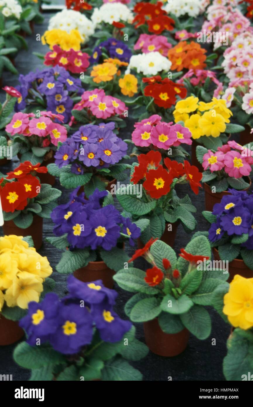 Primula quantum hi-res stock photography and images - Alamy