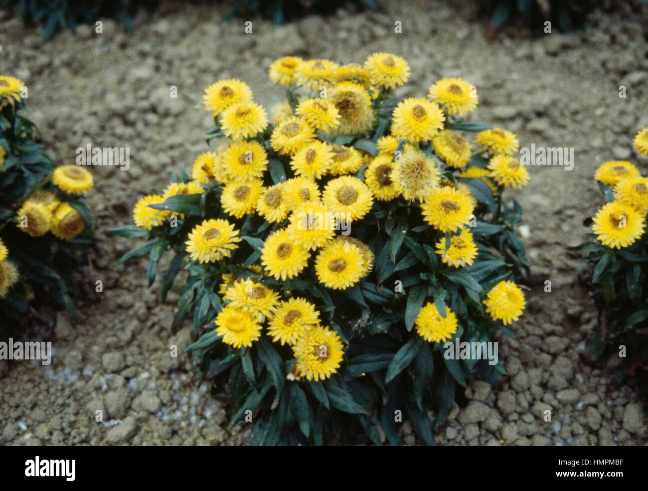 Strawflower bed hi-res stock photography and images - Alamy
