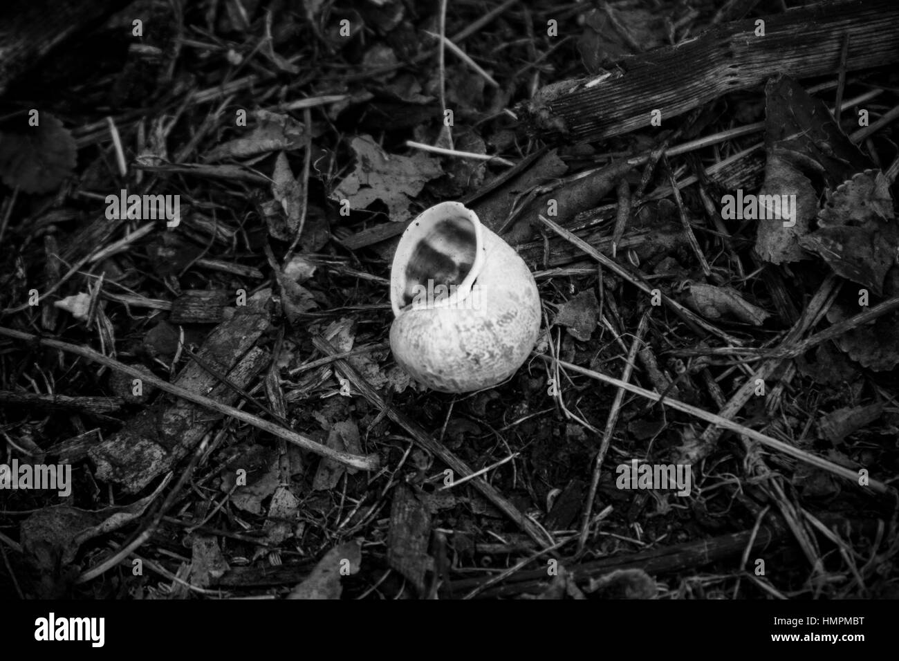 Shell in Black and White Stock Photo - Alamy