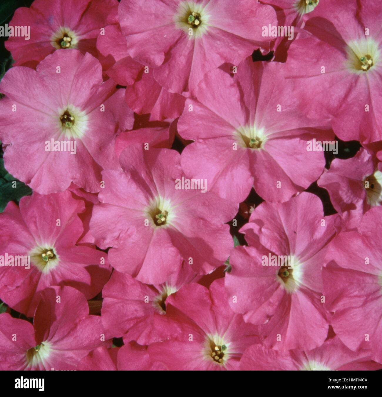 Petunia (Petunia Celebrity Neon), Solanaceae Stock Photo - Alamy