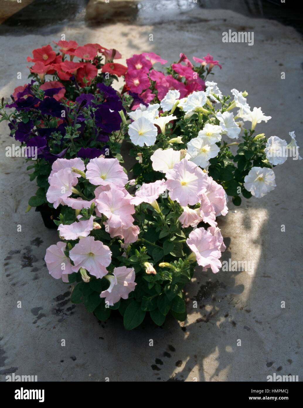 Petunia multiflora hi-res stock photography and images - Alamy