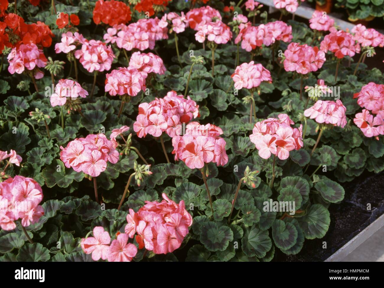 Geraniums (Geranium Raspberry Ripple), Geraniaceae Stock Photo - Alamy
