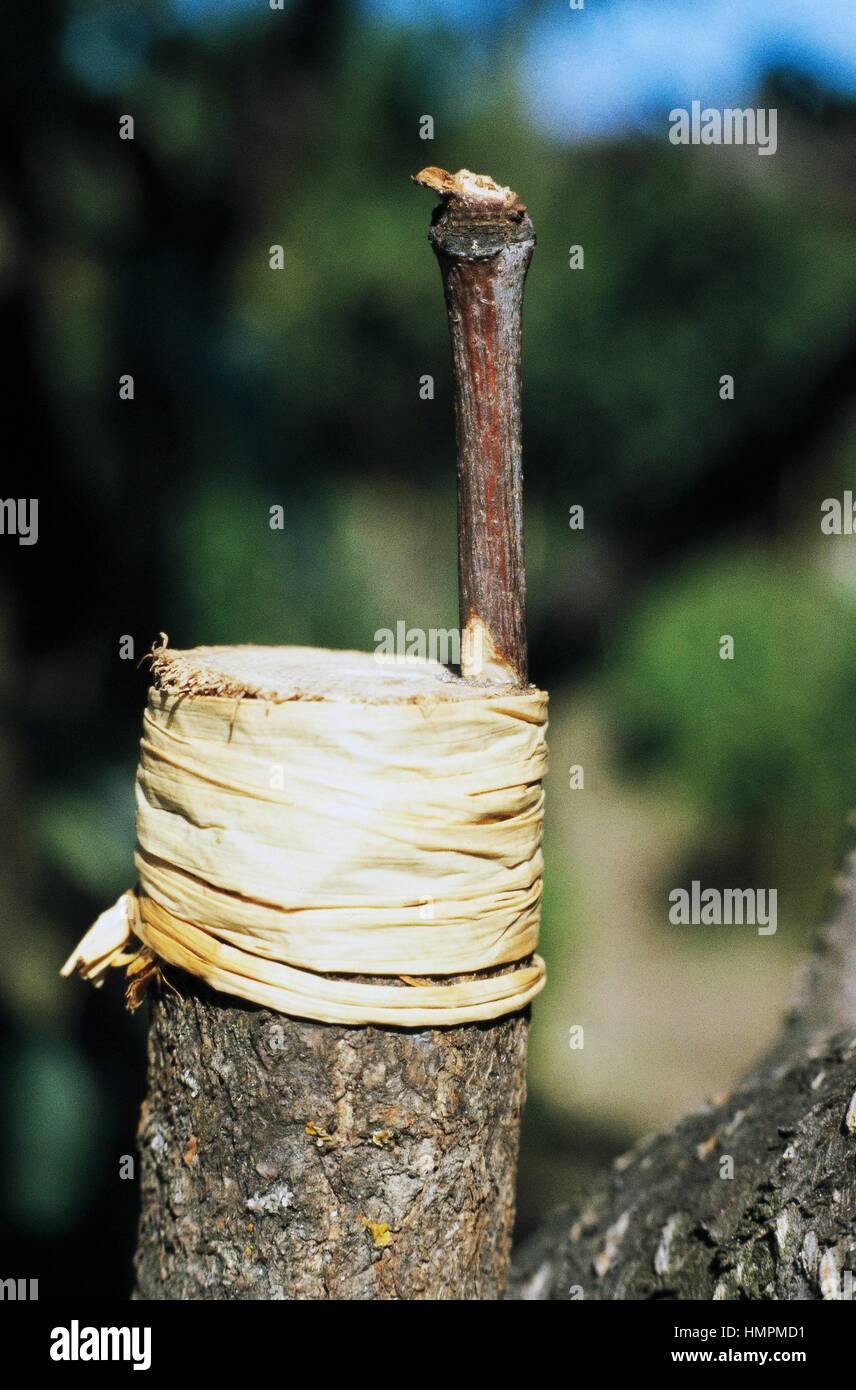 Grafting hi-res stock photography and images - Alamy