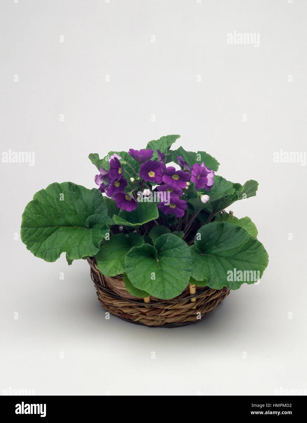 Purple primula obconica hi-res stock photography and images - Alamy