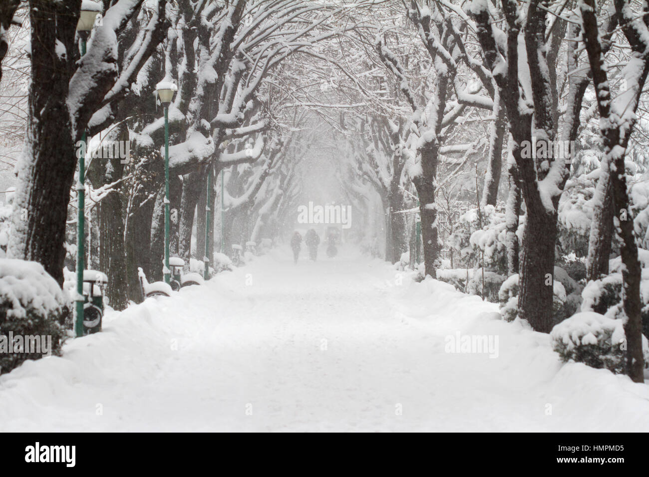 horizontal front view of people walking in a city park alley with trees ...