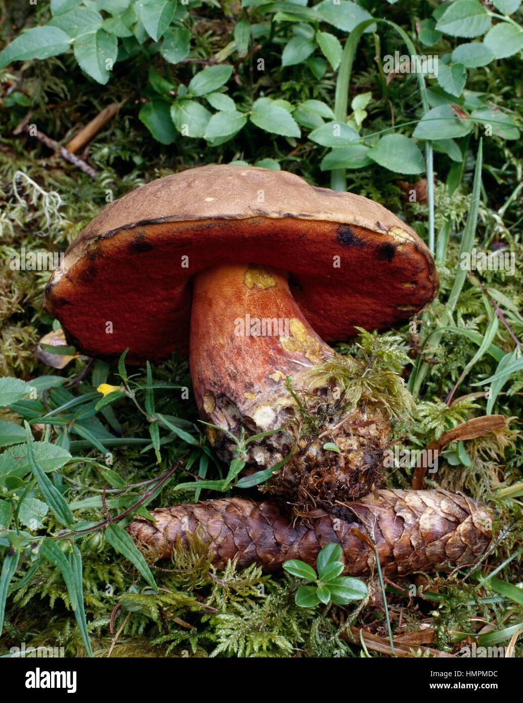 Dotted stem bolete (Boletus erythropus), Boletaceae Stock Photo - Alamy