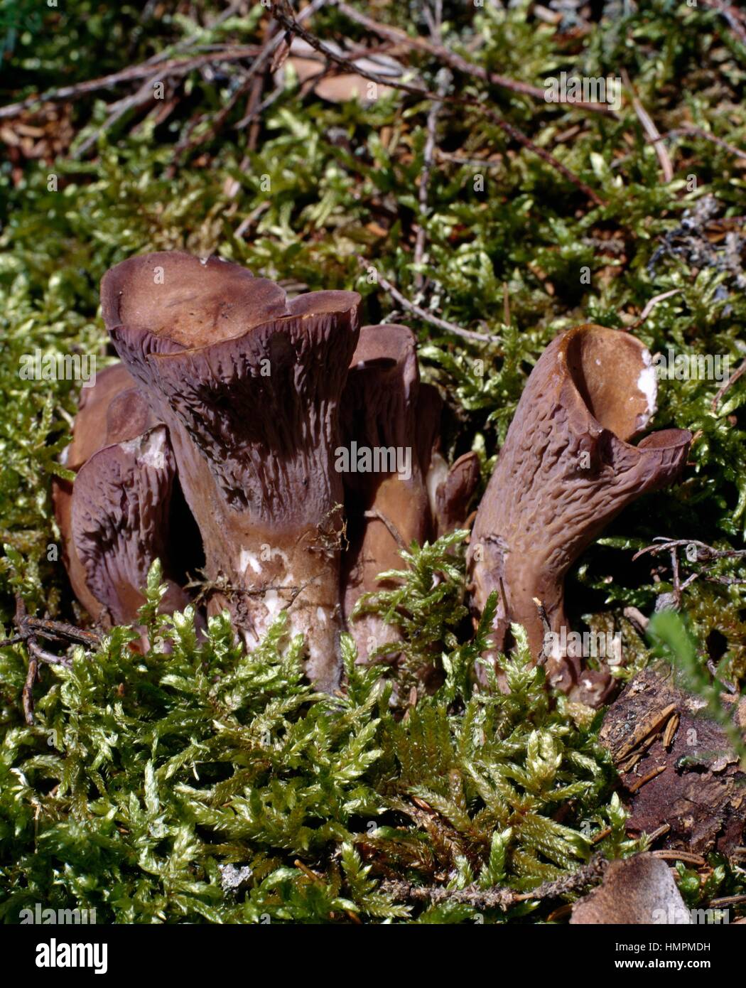 Pigs ear (Cantharellus clavatus or Nevrophyllum clavatus ...