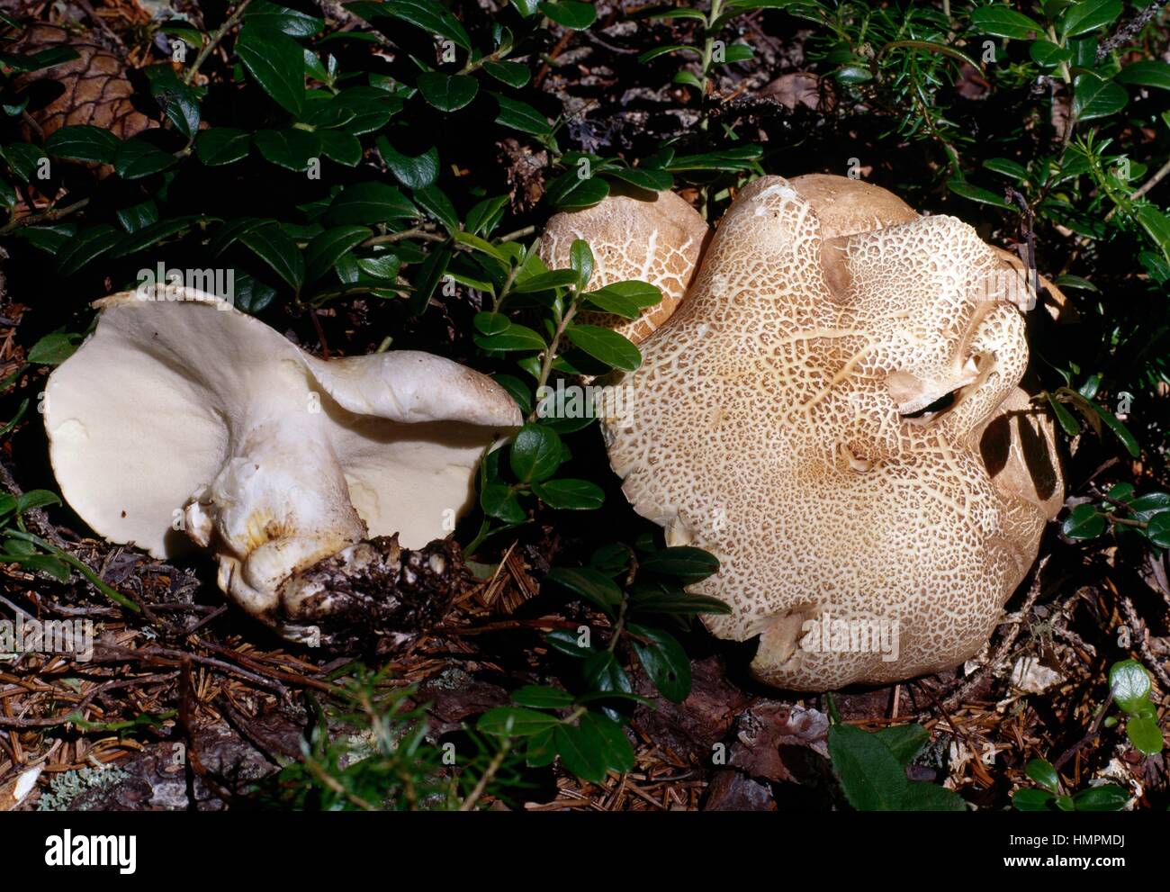 Sheep polypore hi-res stock photography and images - Alamy