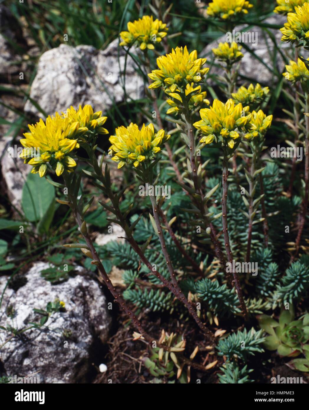 Reflexed stonecrop hi-res stock photography and images - Alamy