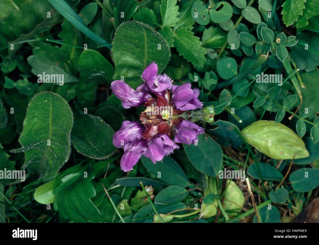 Common self-heal or Heal-all (Prunella vulgaris), Lamiaceae Stock Photo ...
