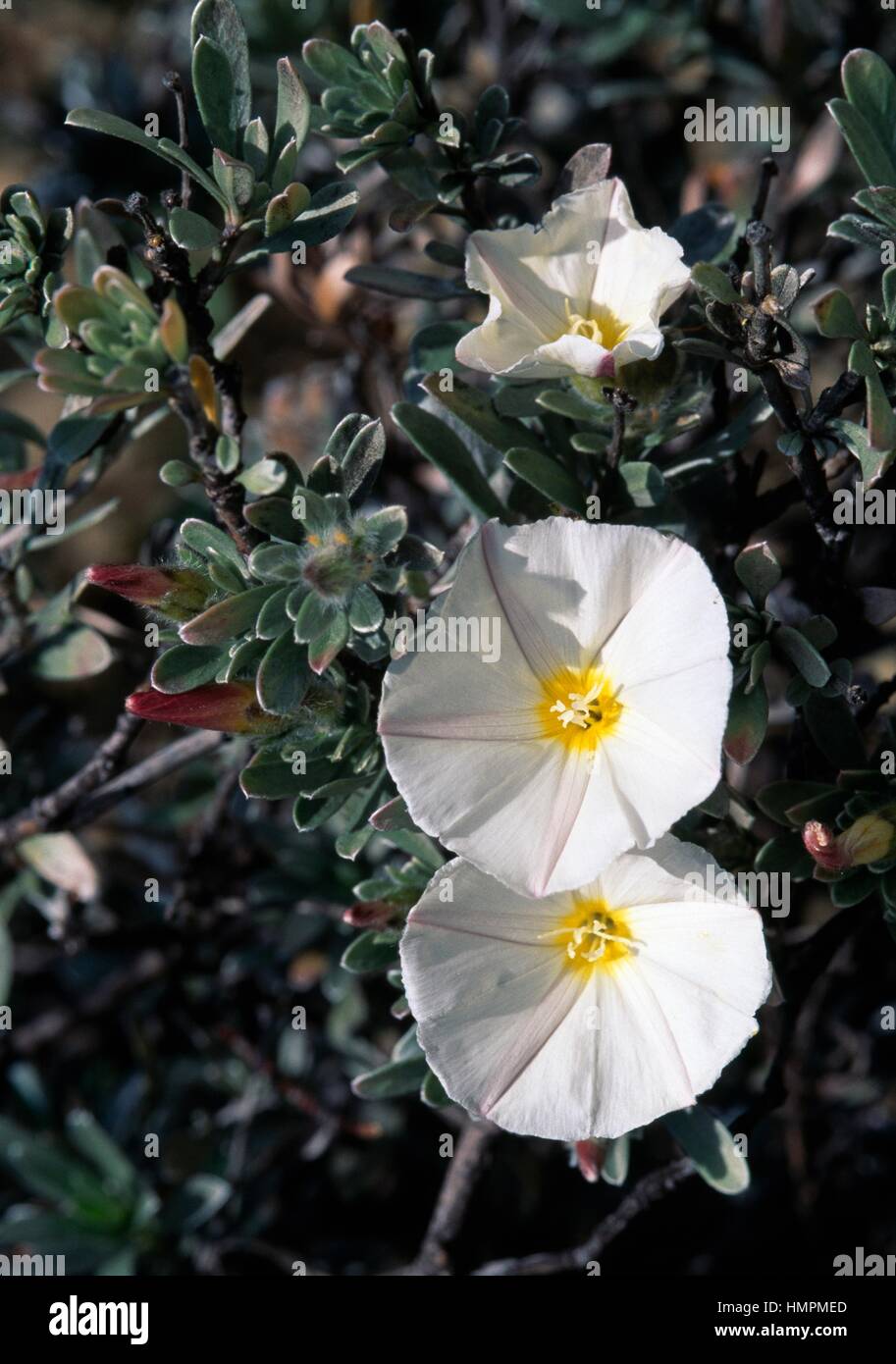 Silverbush (Convolvulus cneorum), Convolvulaceae Stock Photo - Alamy