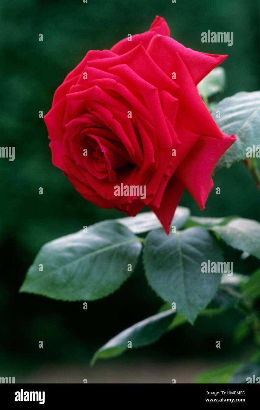 Blooming red roses (Rosa sp), Rosaceae Stock Photo - Alamy