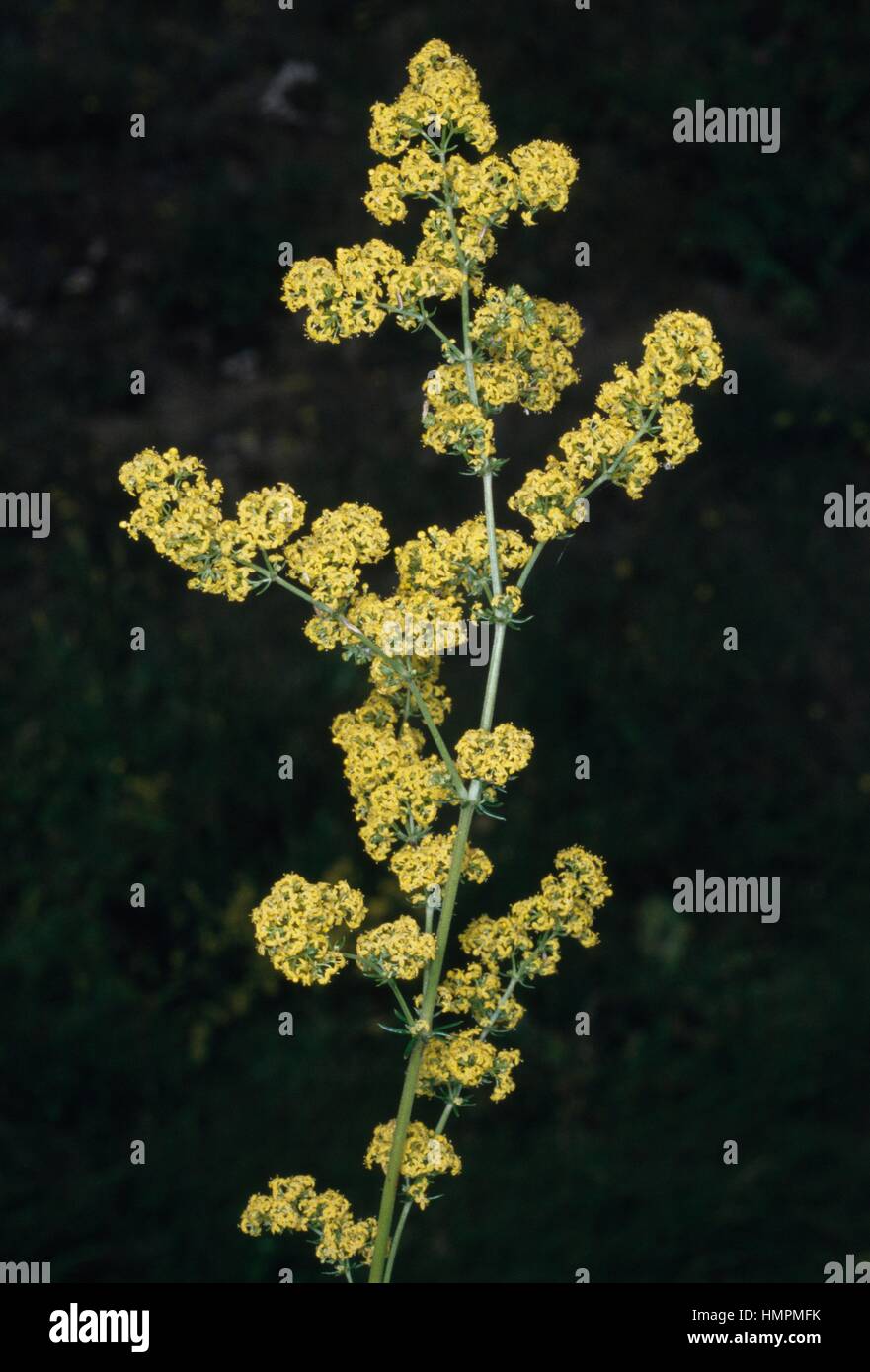 Inflorescences of Lady's bedstraw or Yellow bedstraw (Galium verum ...
