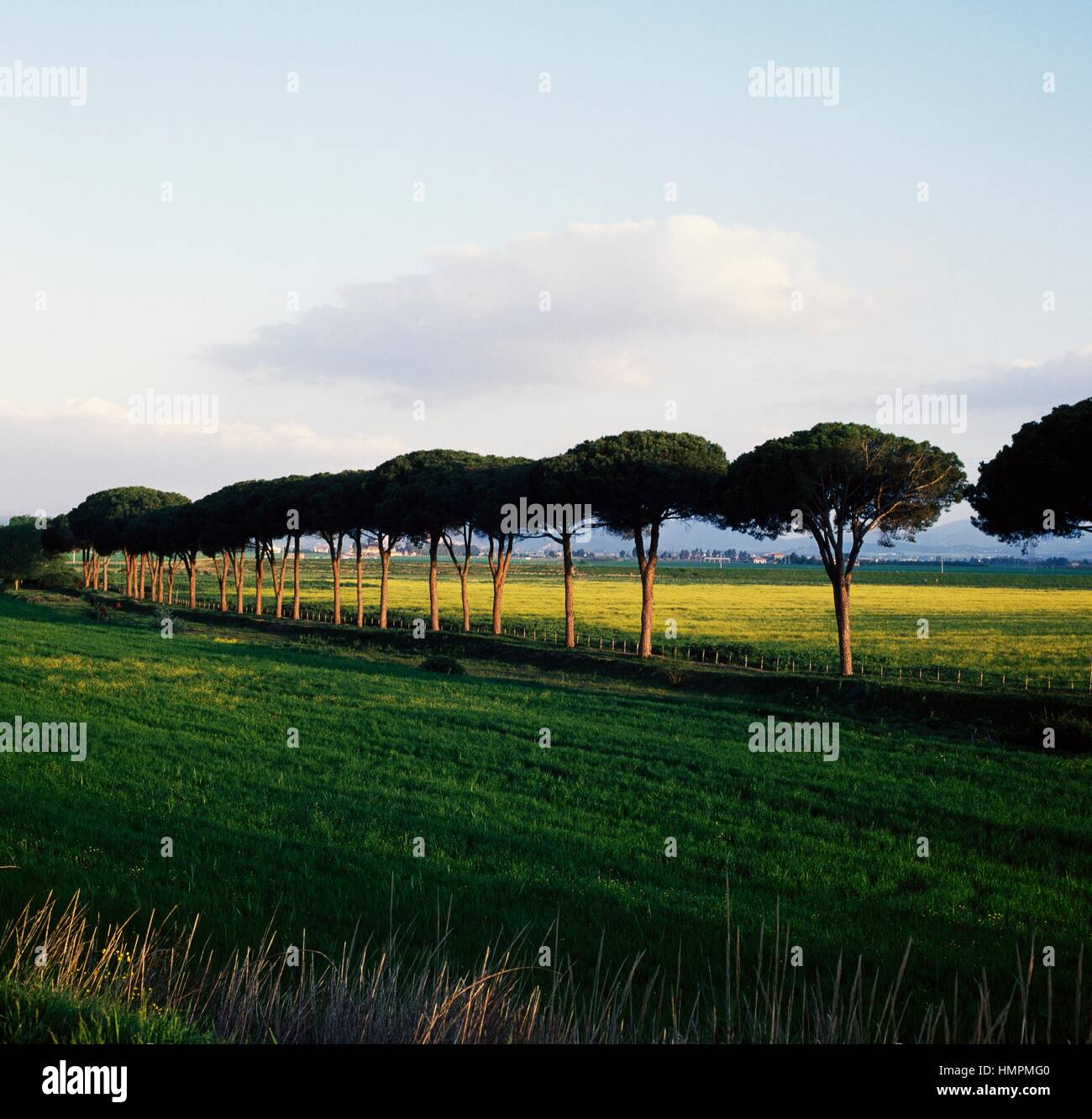 Row pine trees pinus sp hi-res stock photography and images - Alamy