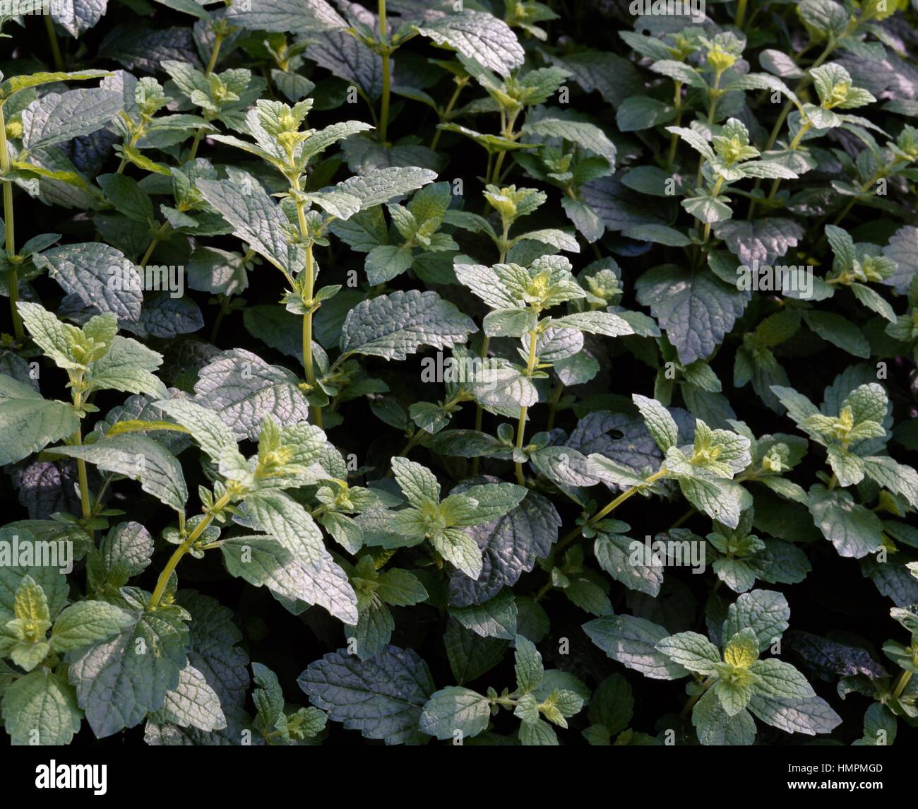 Lemon Balm (Melissa officinalis Aurea), Lamiaceae Stock Photo - Alamy