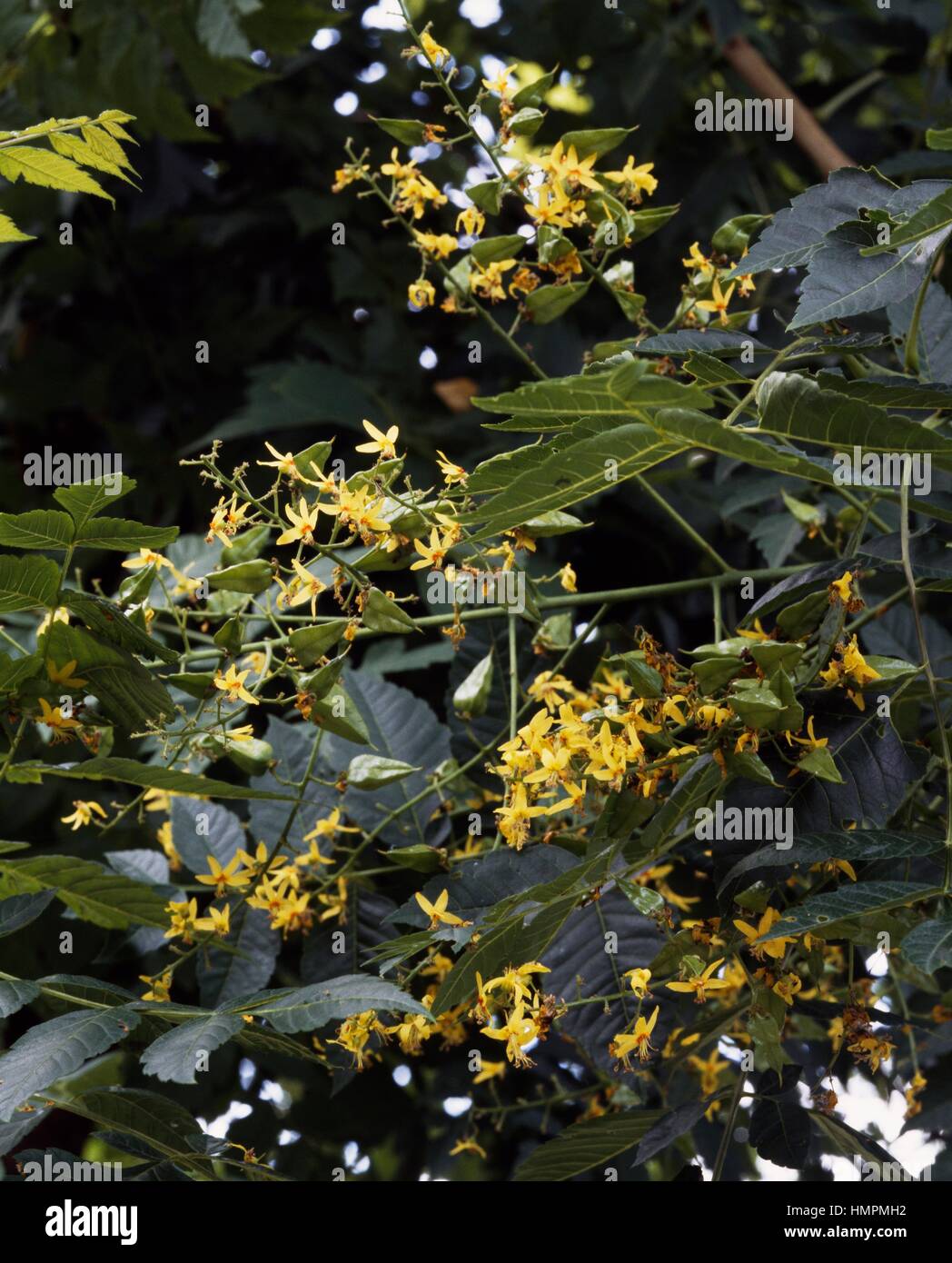Goldenrain tree or China tree (Koelreuteria paniculata Laxum ...