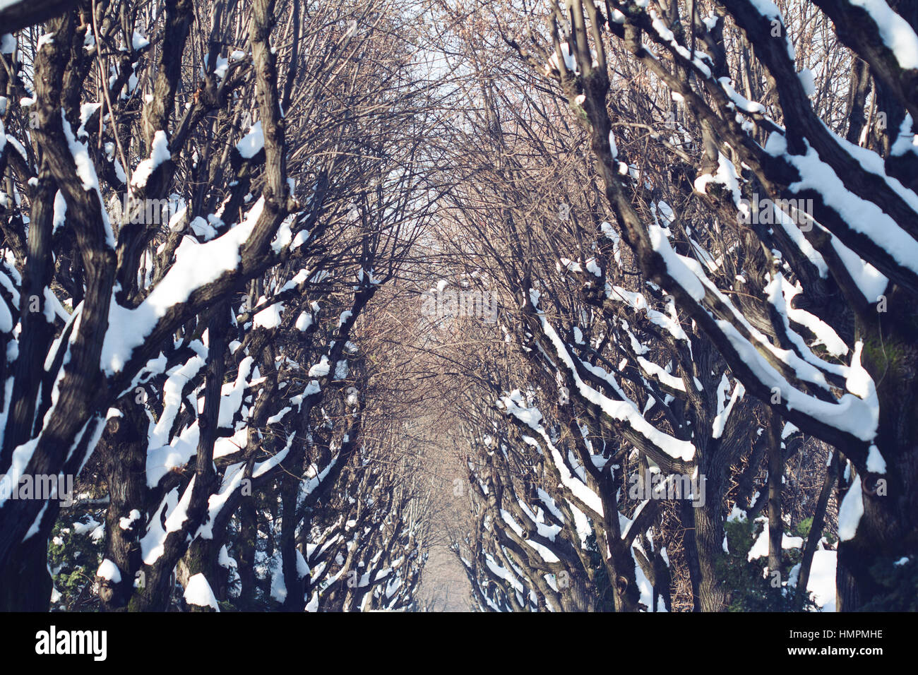horizontal front view of trees branches covered in snow in city park ...