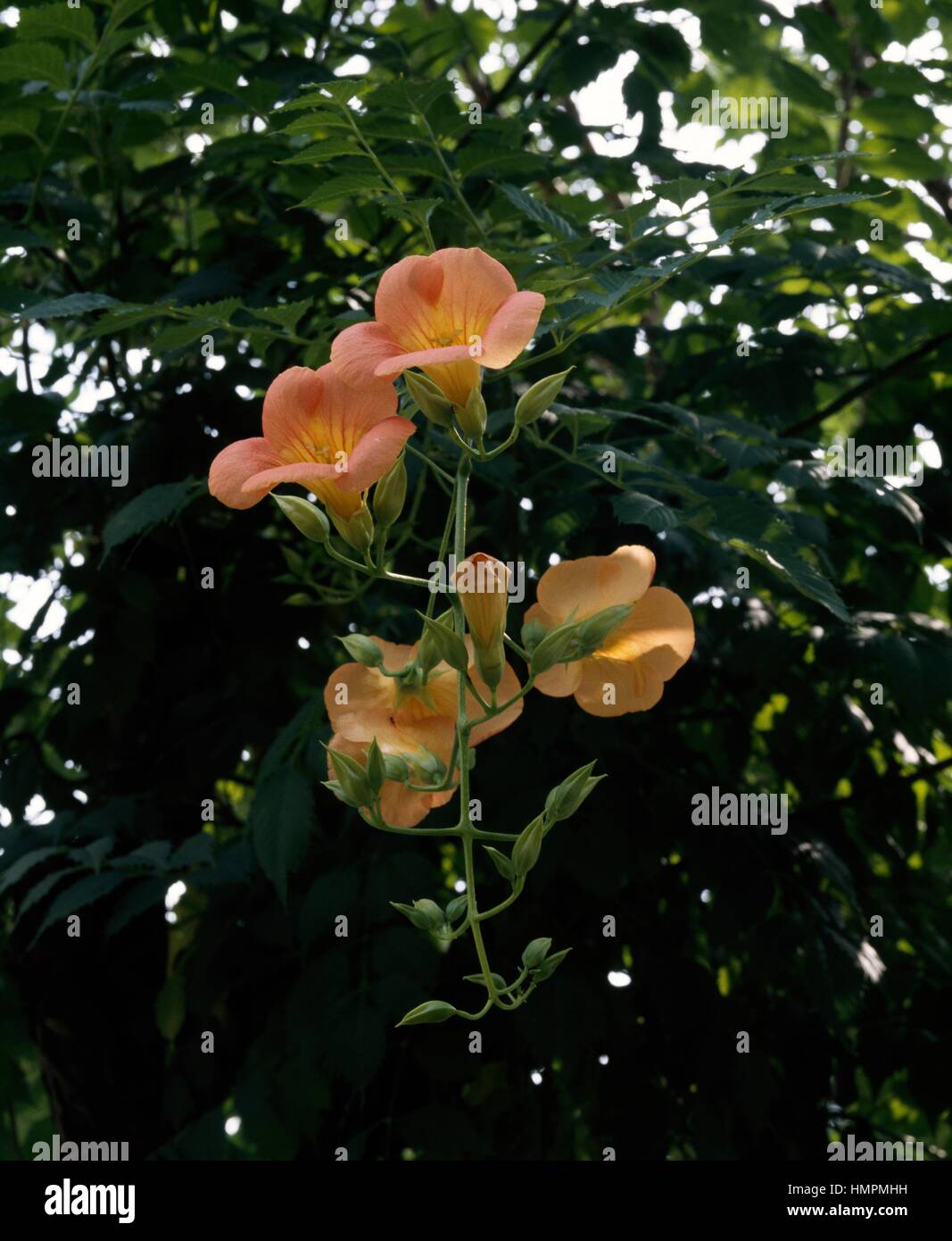 Chinese trumpet vine (Campsis grandiflora or Tecoma grandiflora ...