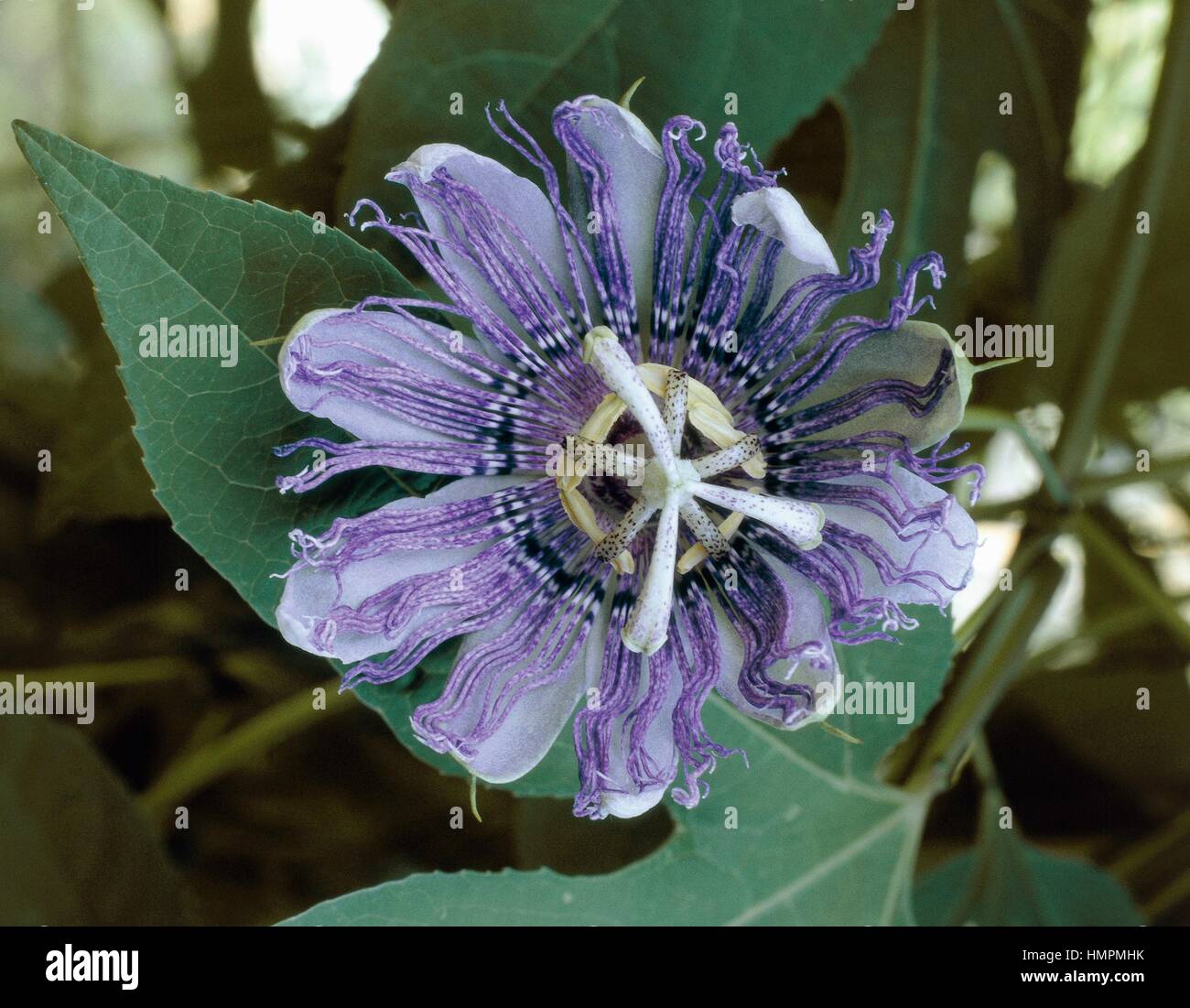 True passionflower passiflora incarnata hi-res stock photography and ...