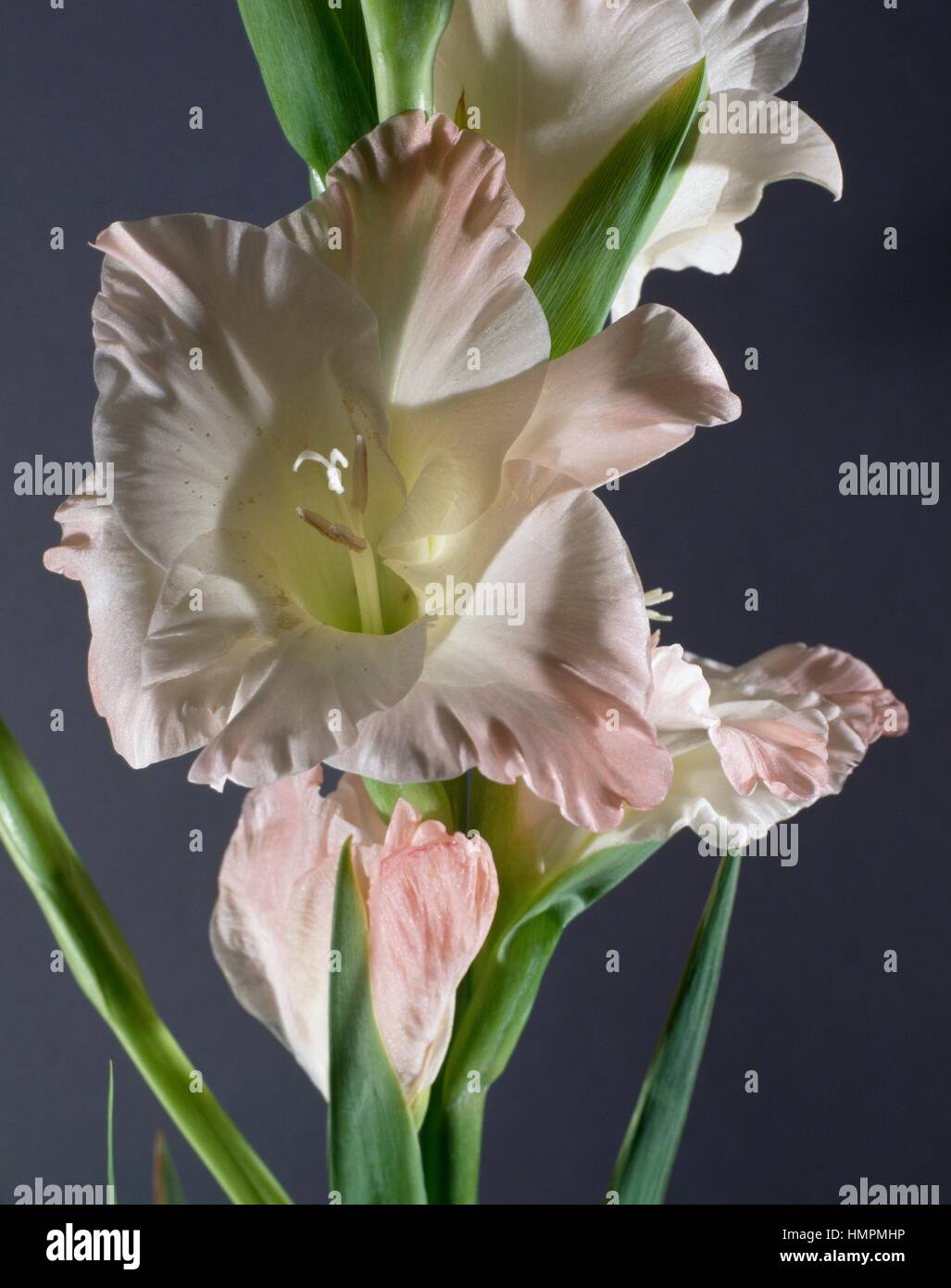 Gladiolus Gladiolus Communis Flower High Resolution Stock Photography ...