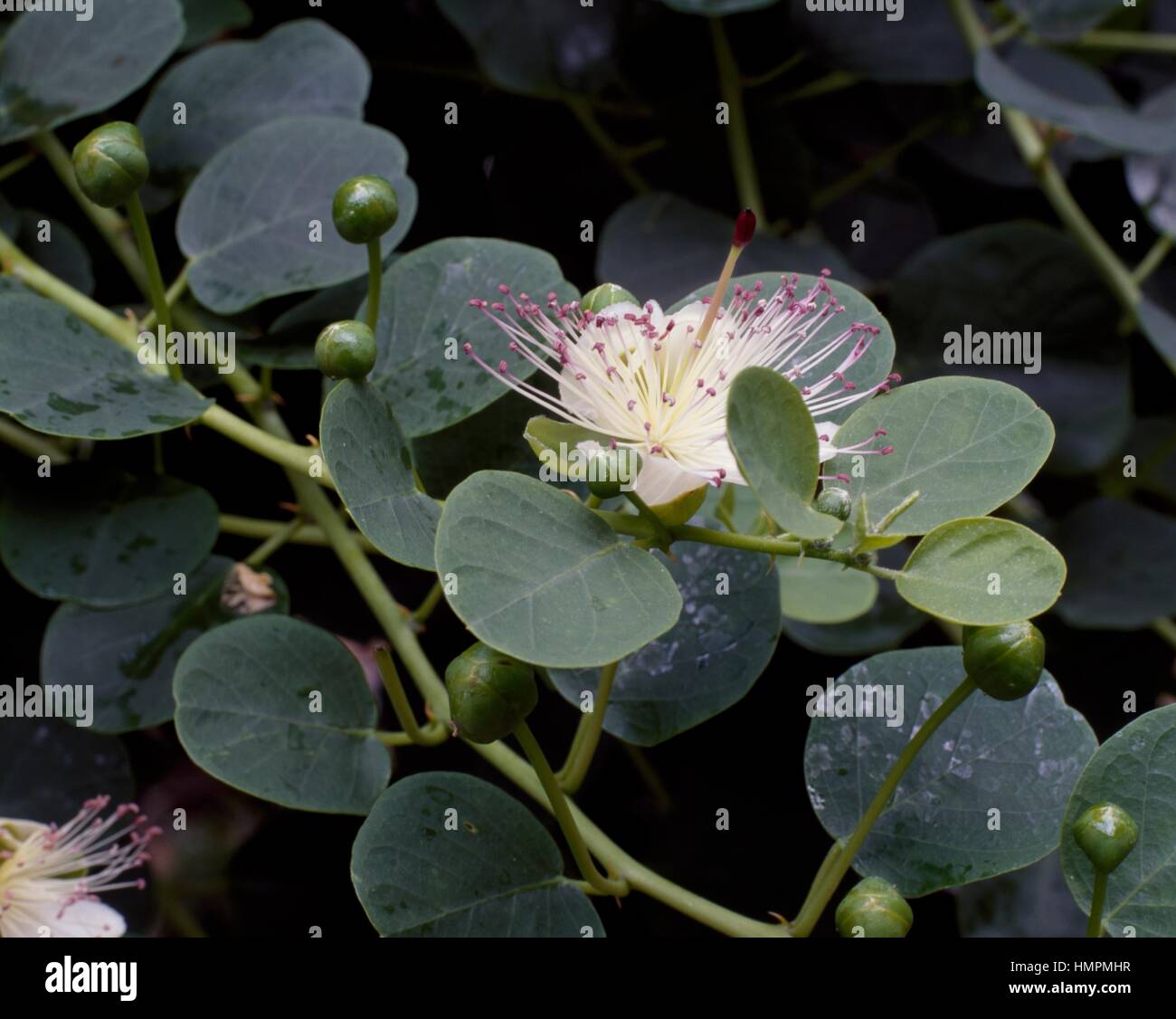Capparidaceae hi-res stock photography and images - Alamy