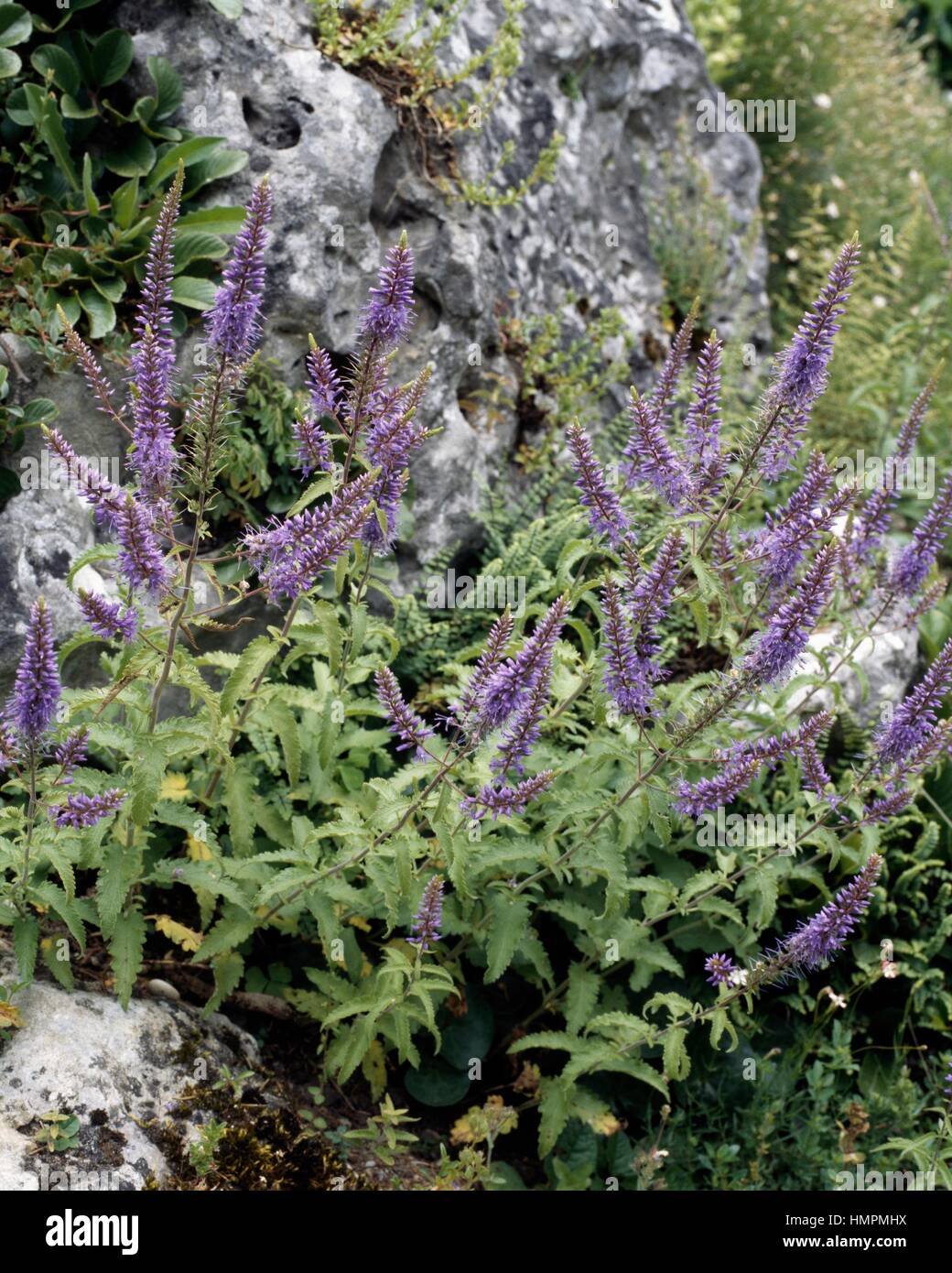 Veronica speedwell hi-res stock photography and images - Alamy