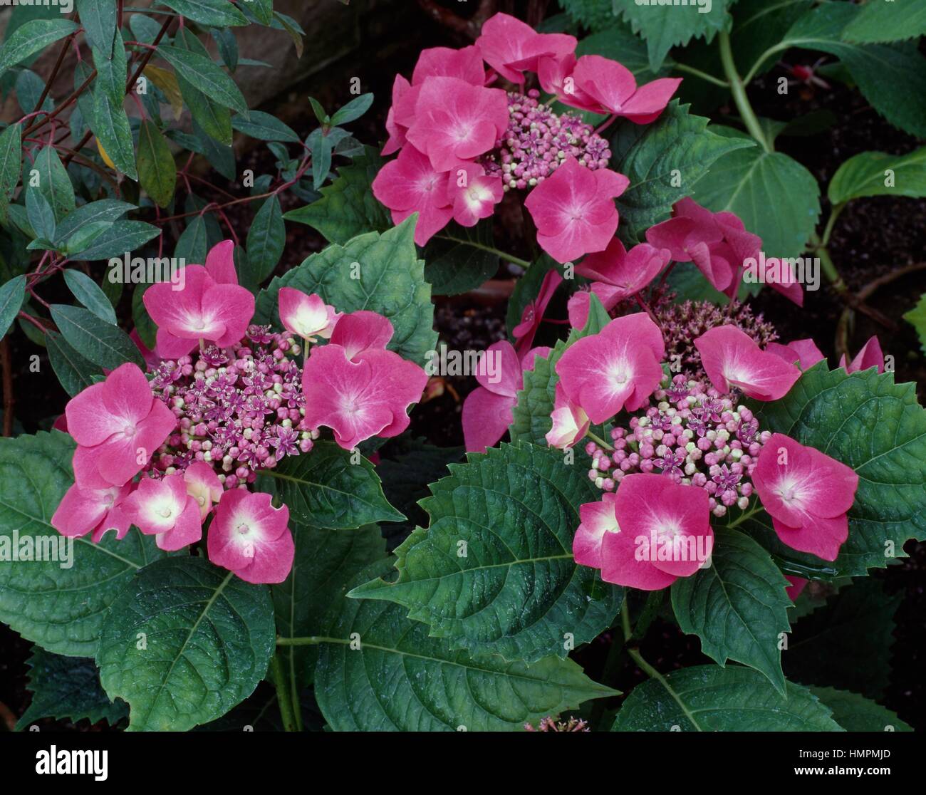 Bigleaf hydrangea or French hydrangea (Hydrangea macrophylla ...