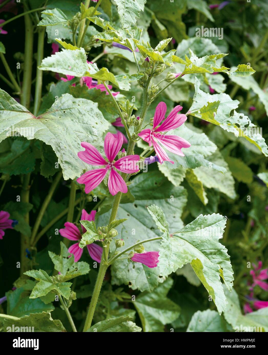 Common mallow hi-res stock photography and images - Alamy