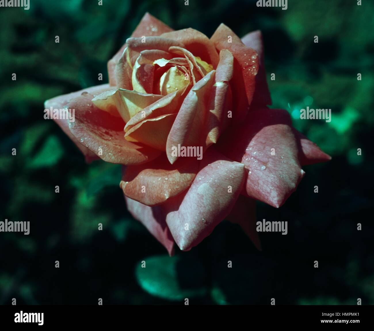 Hybrid Tea Rose Miss Ireland, 1965, bred by McGrady Stock Photo - Alamy