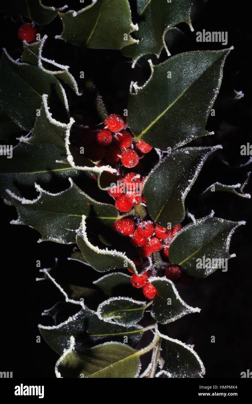 Holly, Common Holly, English Holly or European Holly foliage with ...