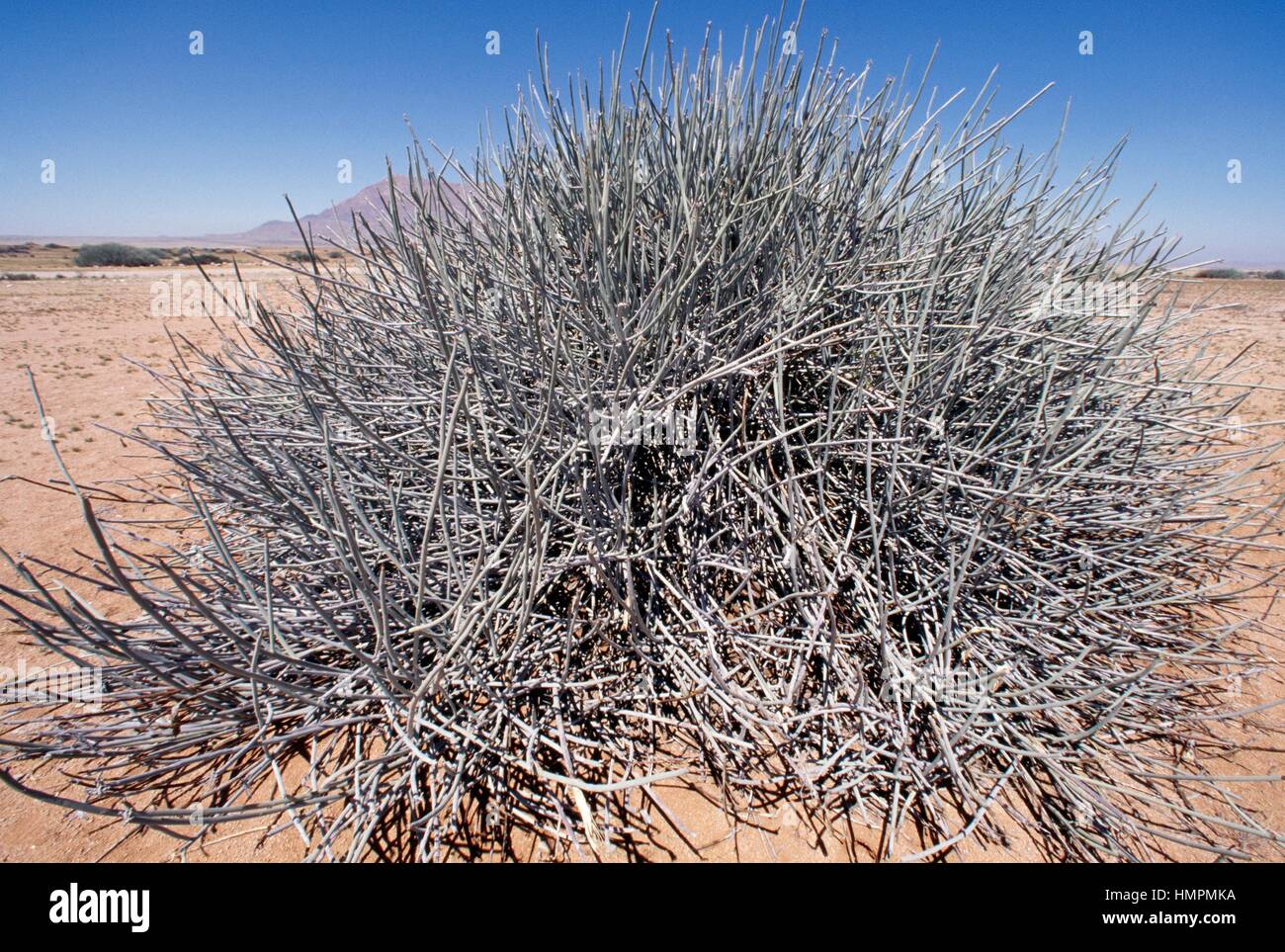 Damara milk-bush (Euphorbia damarana), Euphorbiaceae, Namibia Stock ...