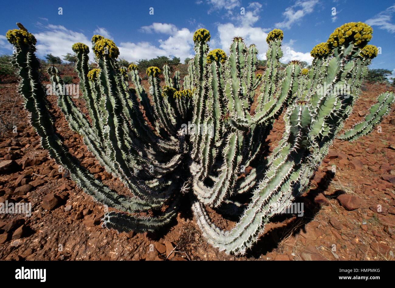 Gifboom or poison tree (Euphorbia virosa), Euphorbiaceae, Namibia Stock ...