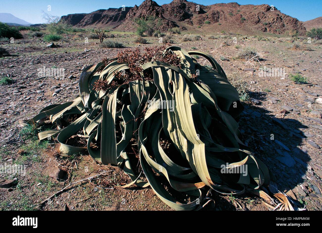 Welwitschia mirabilis, Welwitschiaceae, Namibia Stock Photo - Alamy