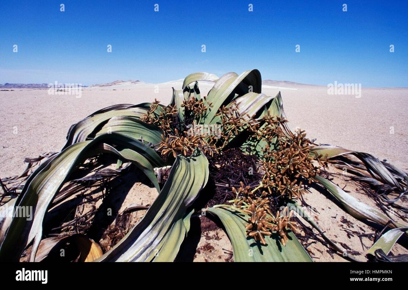 Welwitschia mirabilis, Welwitschiaceae, Namibia Stock Photo - Alamy