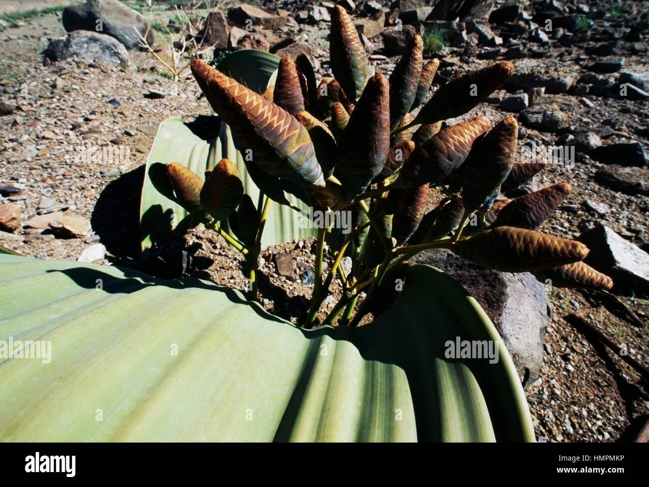 Welwitschia mirabilis, Welwitschiaceae, Namibia Stock Photo - Alamy