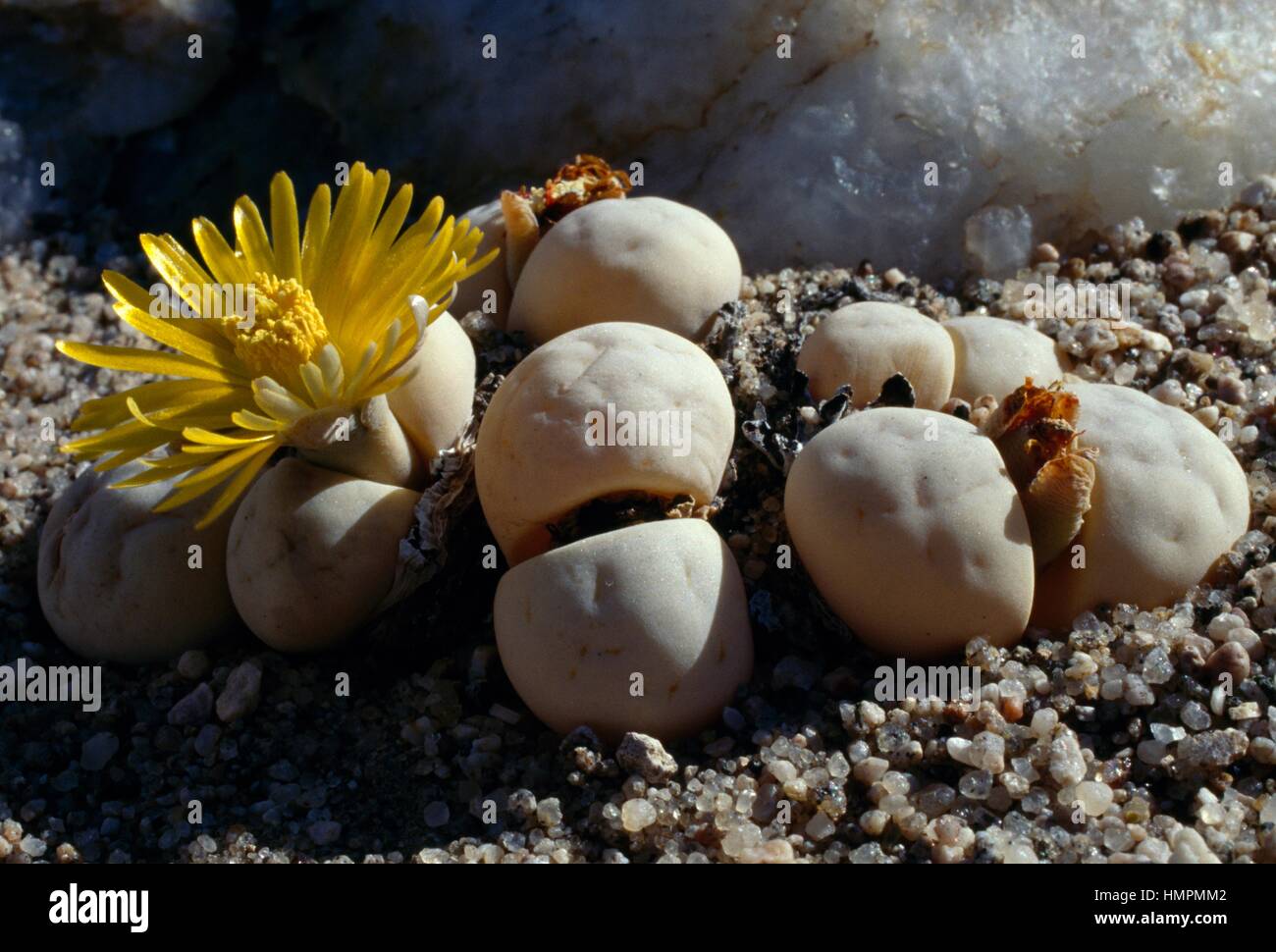 Lithops in namibia hi-res stock photography and images - Alamy