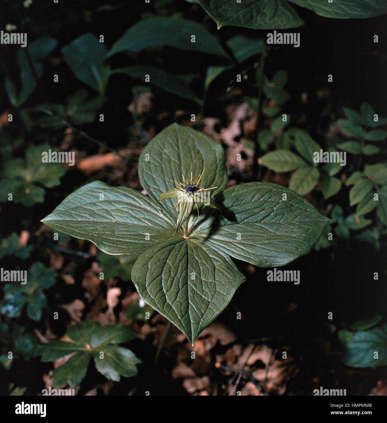 Herb paris hi-res stock photography and images - Alamy