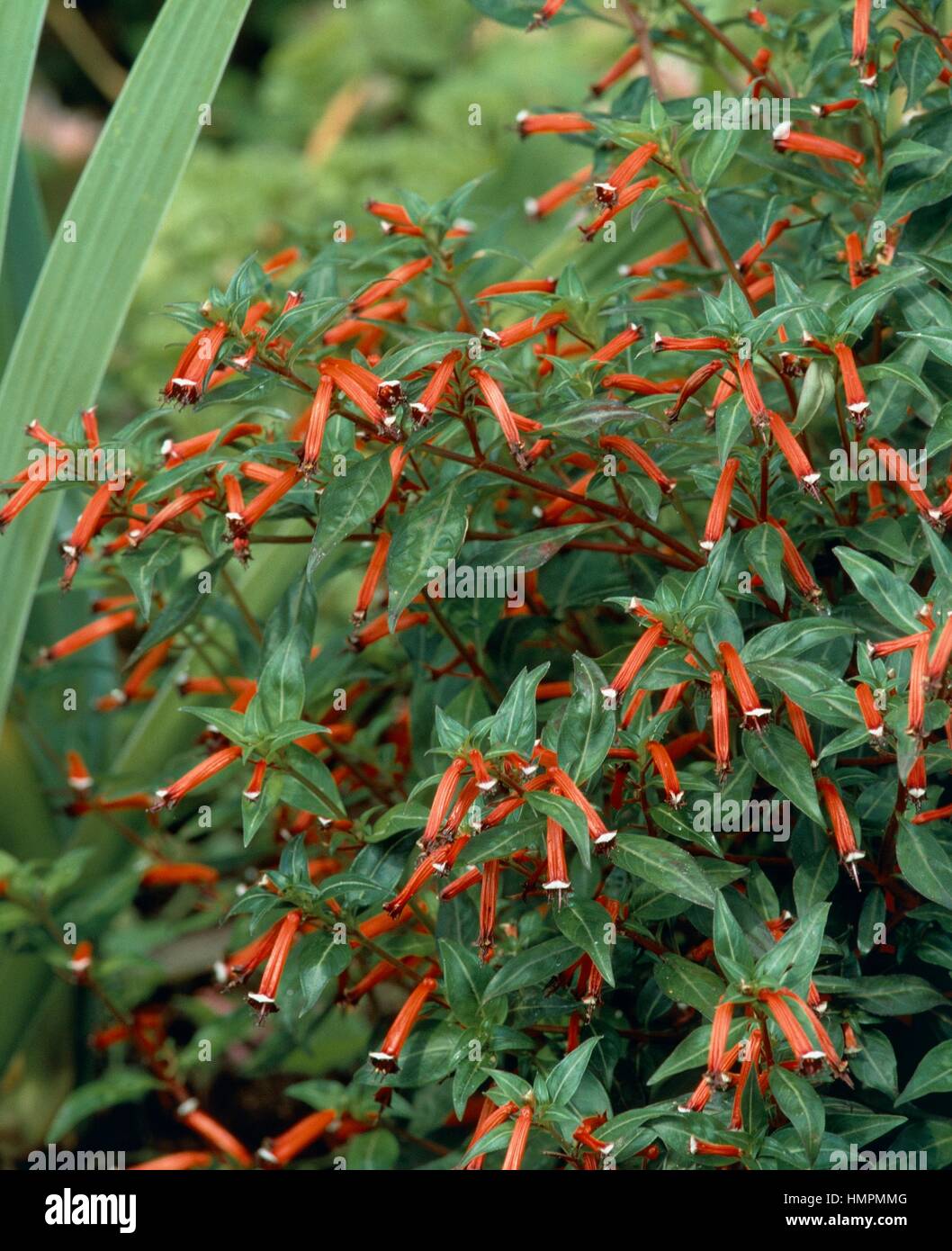 Red cuphea hi-res stock photography and images - Alamy