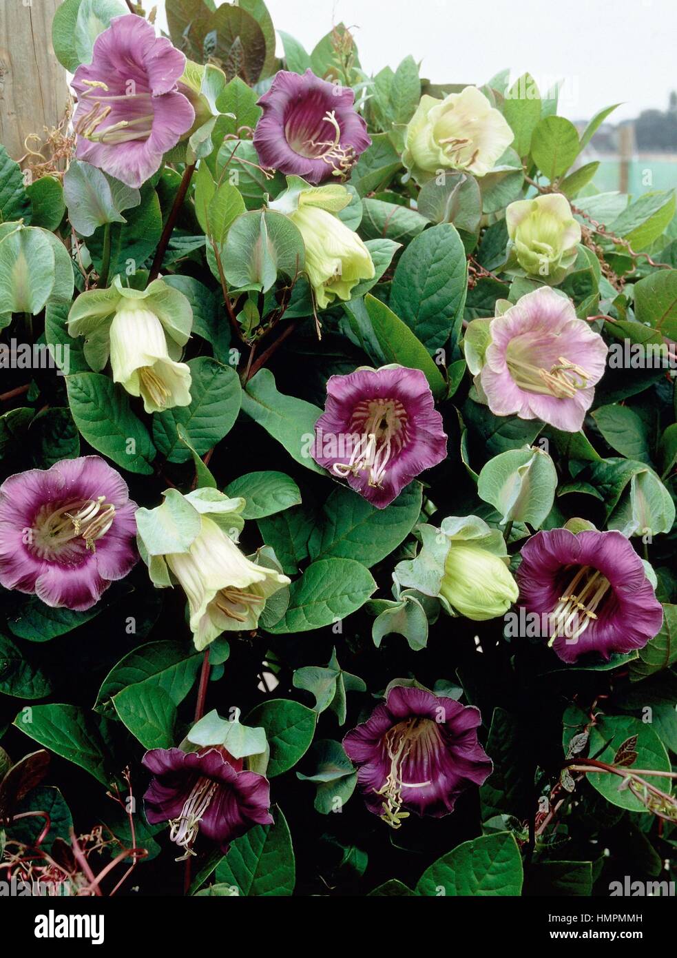 Cathedral bells, Mexican ivy or Monastery bells (Cobaea scandens ...