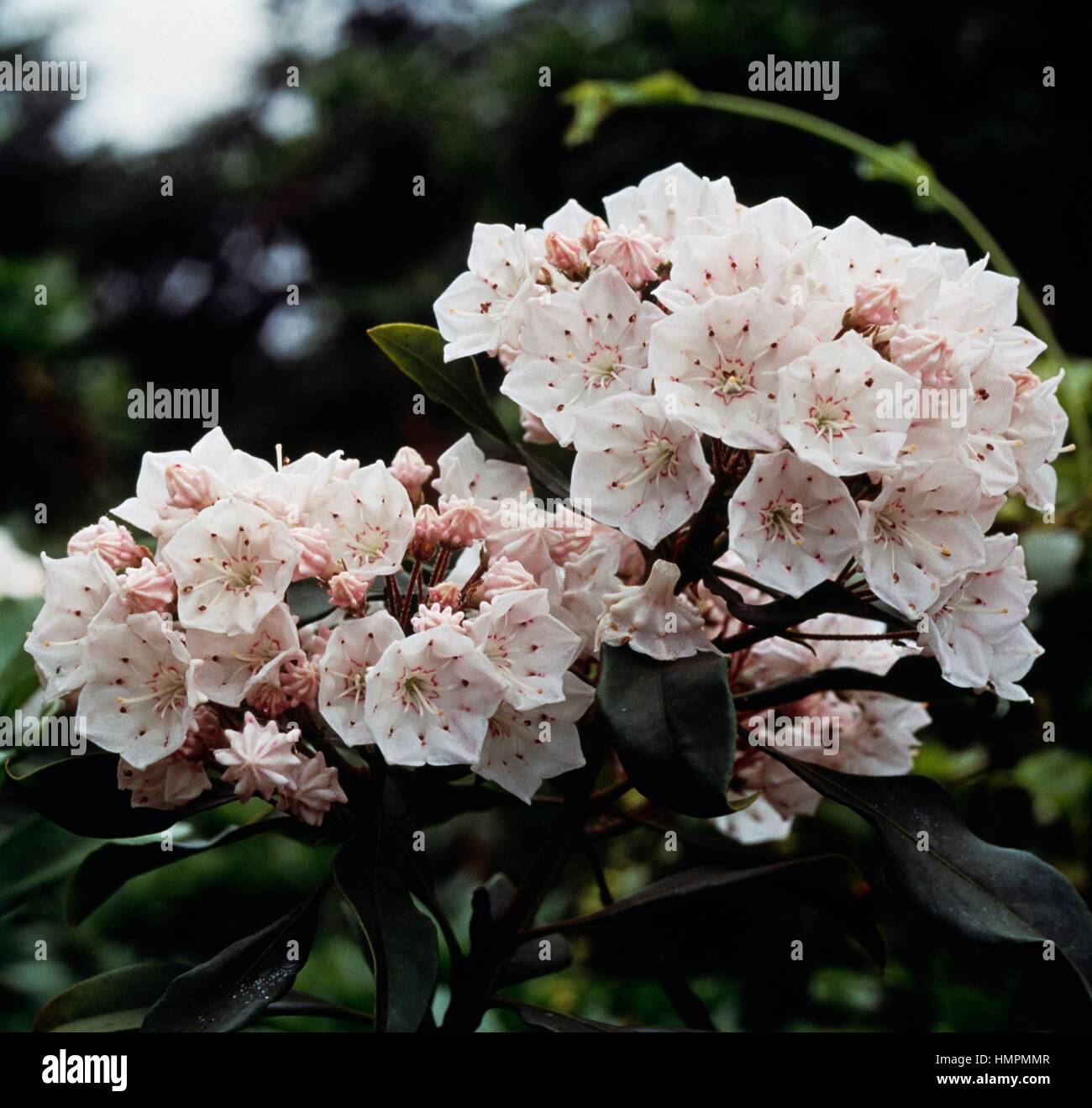 Mountain-laurel, Calico-bush or Spoonwood (Kalmia latifolia), Ericaceae ...