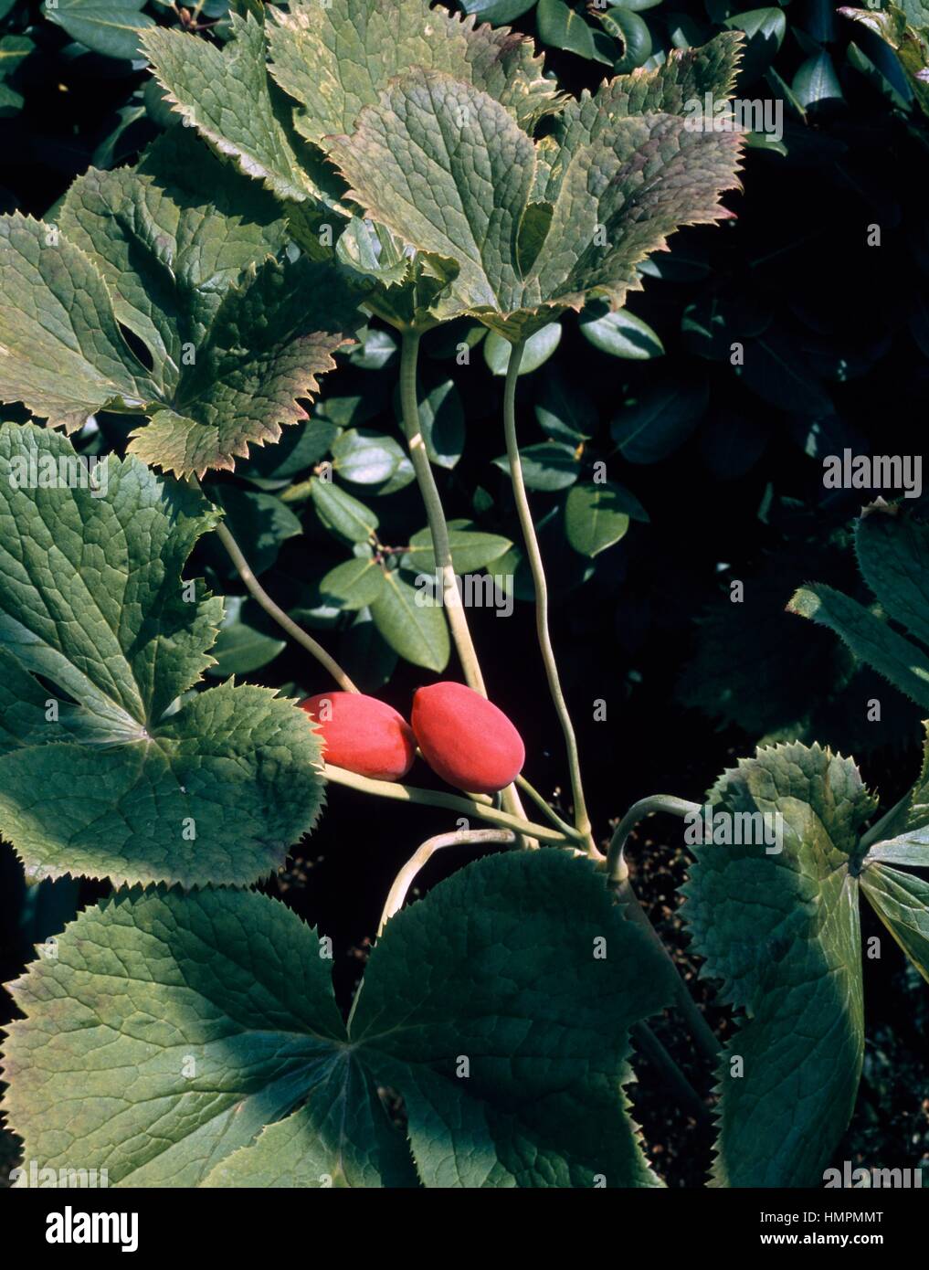 Mayapple hi-res stock photography and images - Alamy