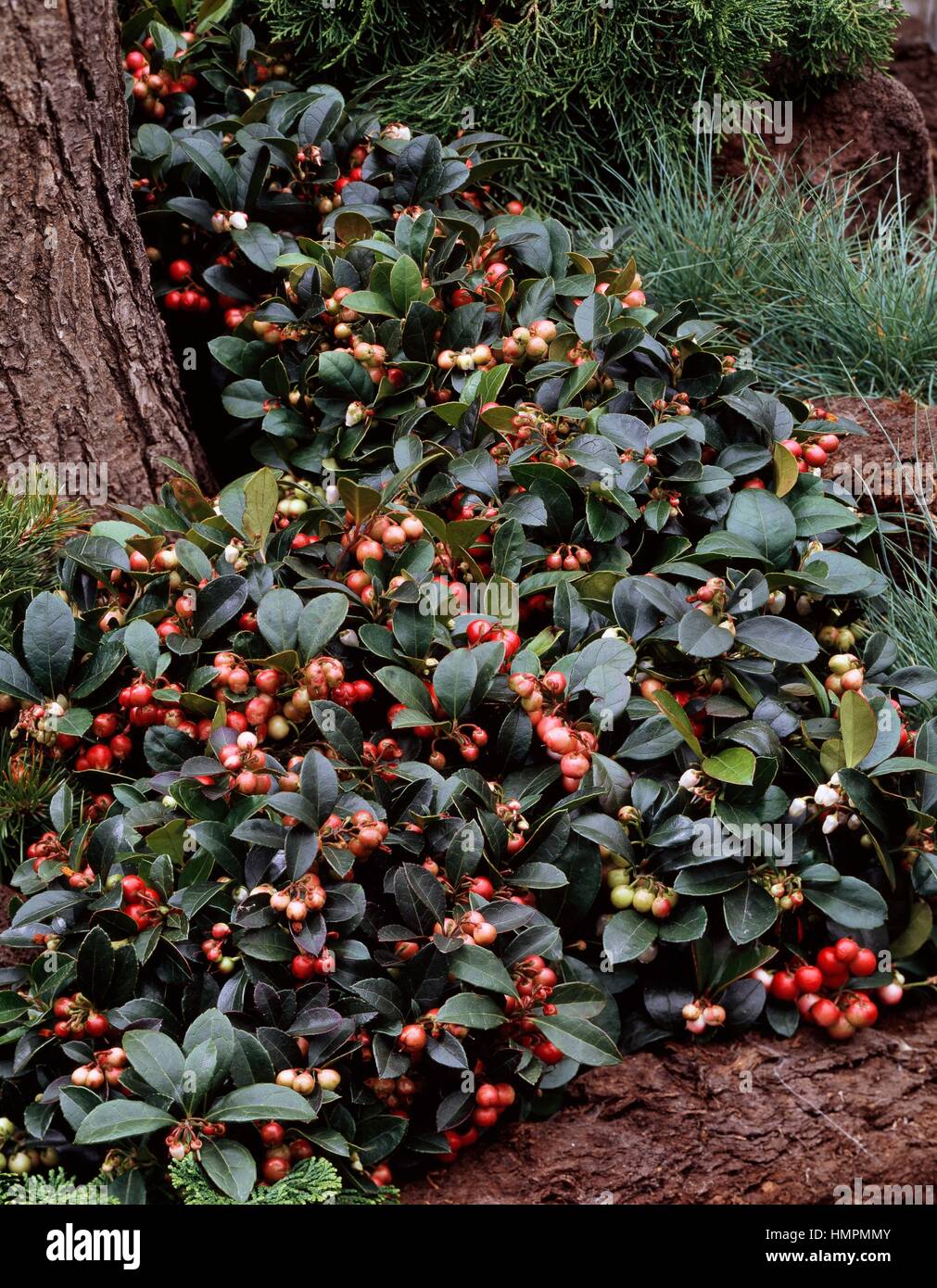 Checkerberry hi-res stock photography and images - Alamy