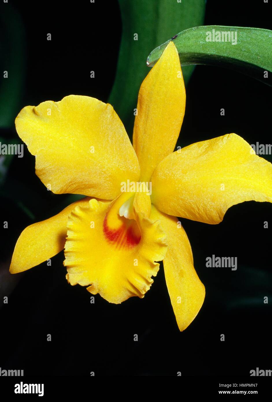 Dendrobium dendrobium sp hi-res stock photography and images - Alamy