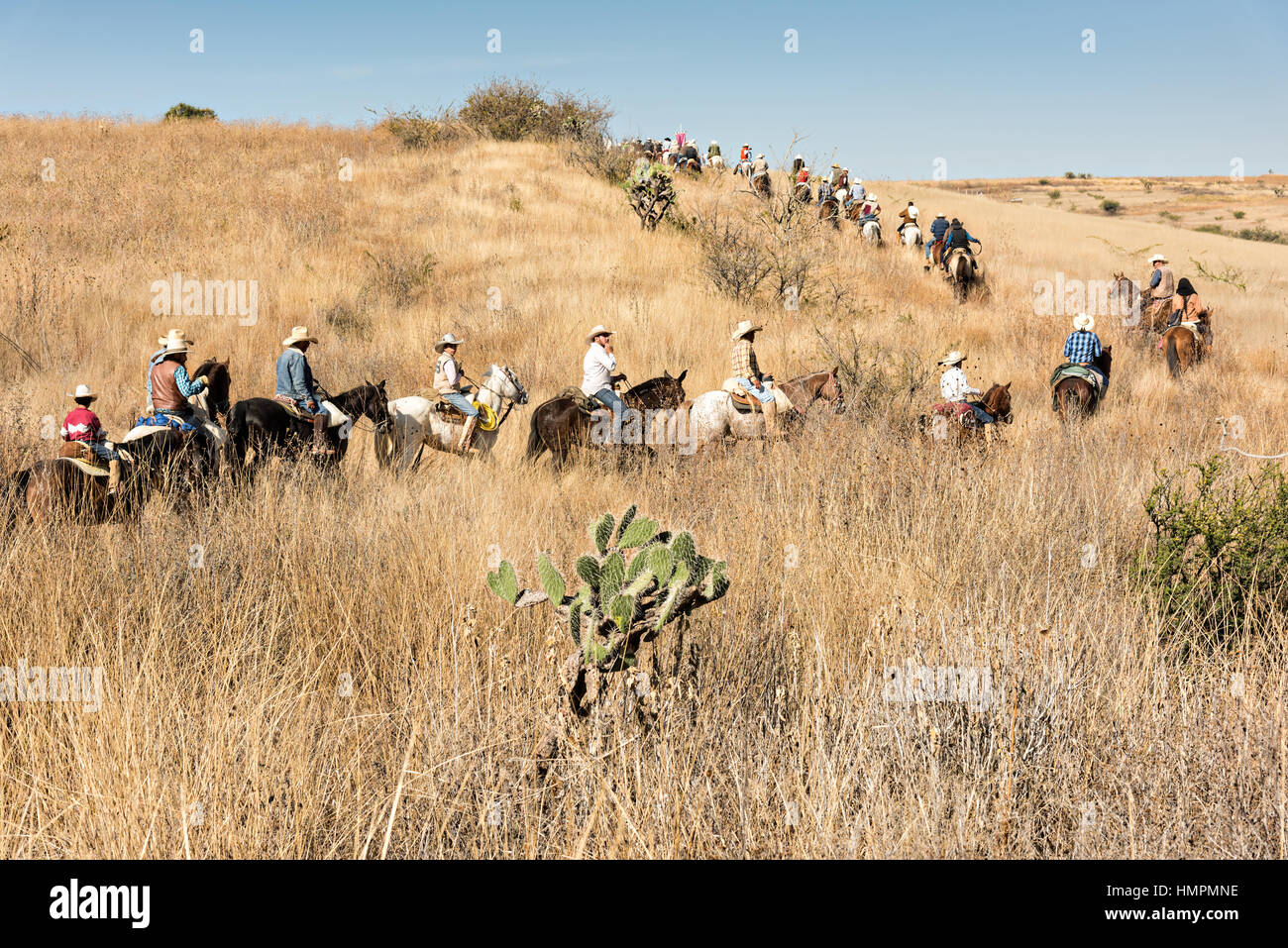Mexican king snake hi-res stock photography and images - Alamy